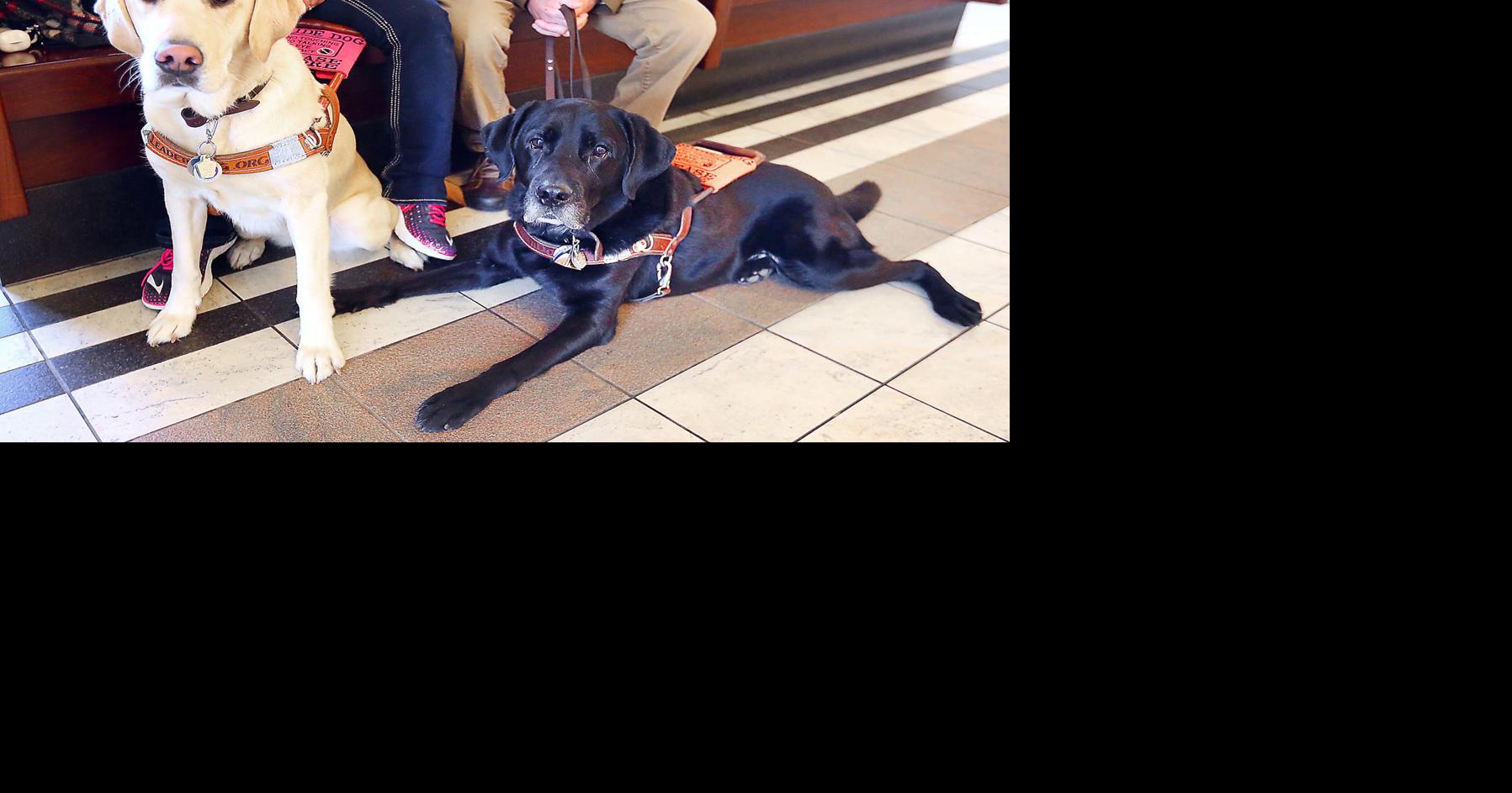 Abuse of service animal laws a growing concern for local guide dog owners