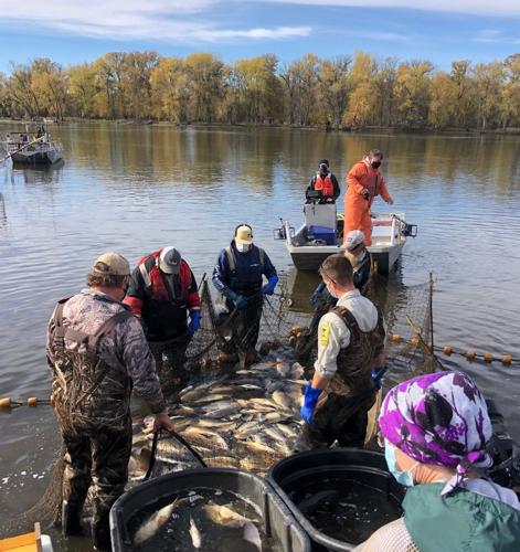 Carp barriers proposed on Mississippi River north of Winona as part of ...