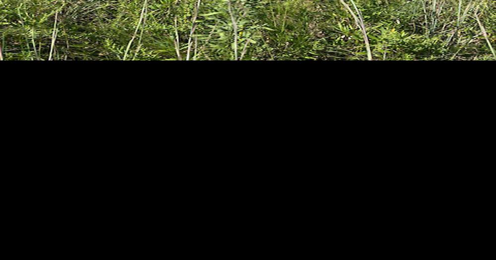 Zoerb Prairie in Hixon Forest