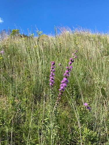 Zoerb Prairie in Hixon Forest