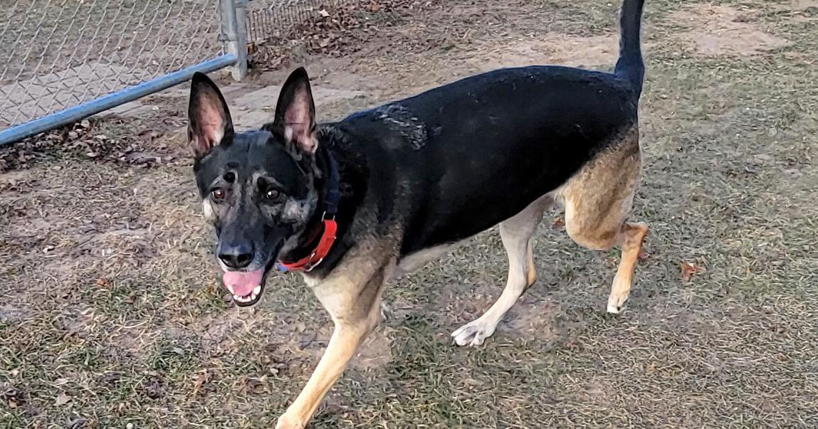 Chun-Li and Kira -- Pets of the Week