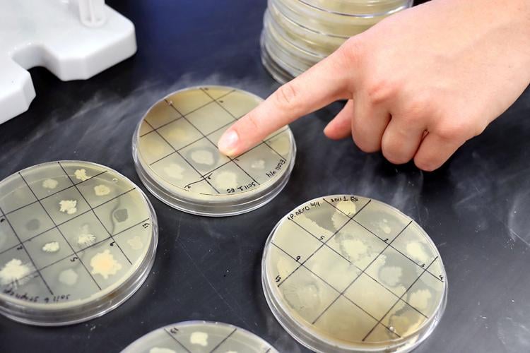 Viterbo University students research for new antibiotics