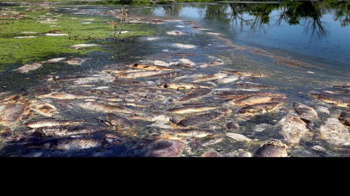 Hot waters suffocate fish | Local News | lacrossetribune.com