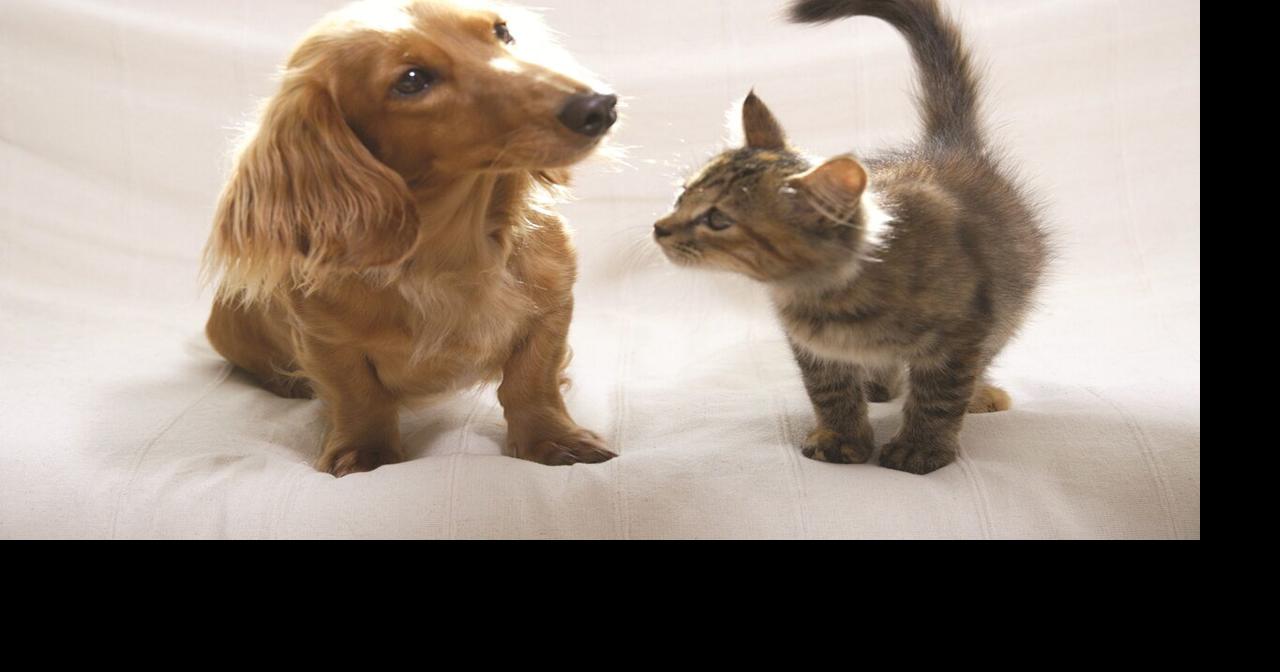 Protecting Animals on Skid Row: LAPD and Animal Services target cruelty ...