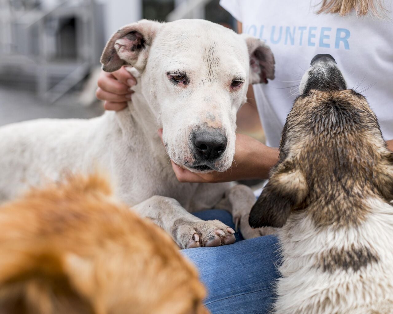 Protecting Animals: Assembly approves bill co-sponsored by Los Angeles ...