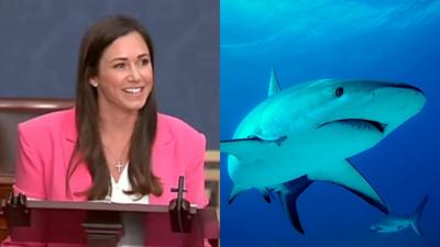 Nationwide shark-alert bill passes U.S. Senate | National ...