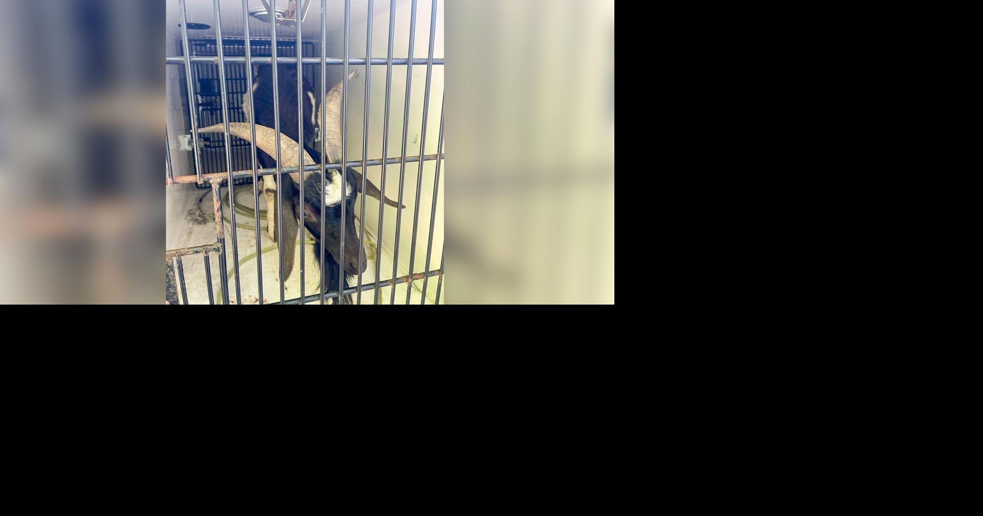 Animal services officials searching for missing goat’s owner | News ...