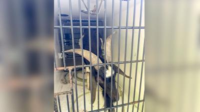 Animal services officials searching for missing goat’s owner | News ...