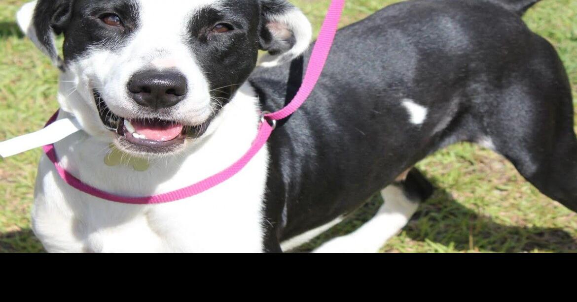 Mobile County Animal Shelter offering free pet adoptions | News ...