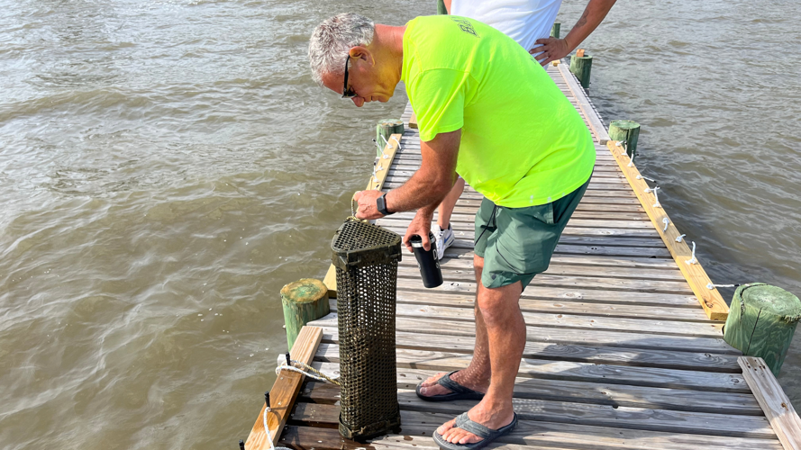Oyster-growing tech that ‘revolutionizes’ farming competing for carbon ...
