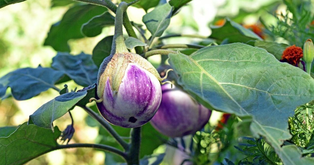 Master Gardener — Chasing the sun | Master Gardener | lagniappemobile.com