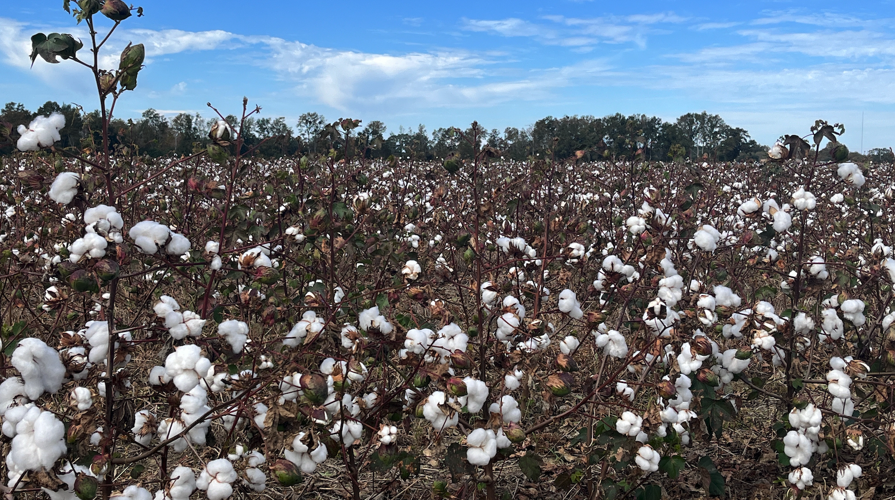 Baldwin farmers say months-long drought harmed crops | News ...