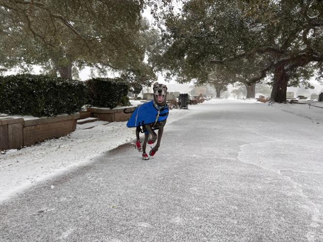 Furry Friends | Winter Storm Enzo 2025 | | lagniappemobile.com