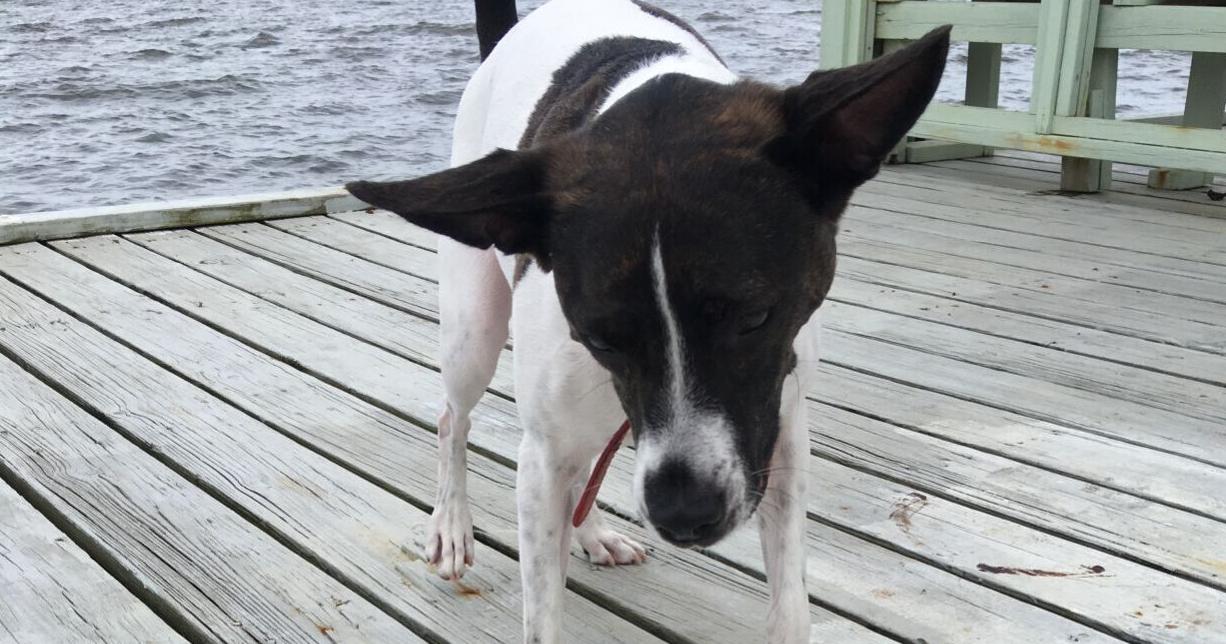 My Prichard pound pup | Damn the Torpedoes | lagniappemobile.com