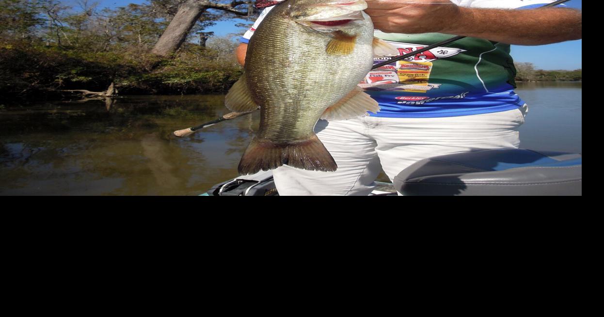 Felsher — Something fishy about the iconic trees of wetlands | Column ...