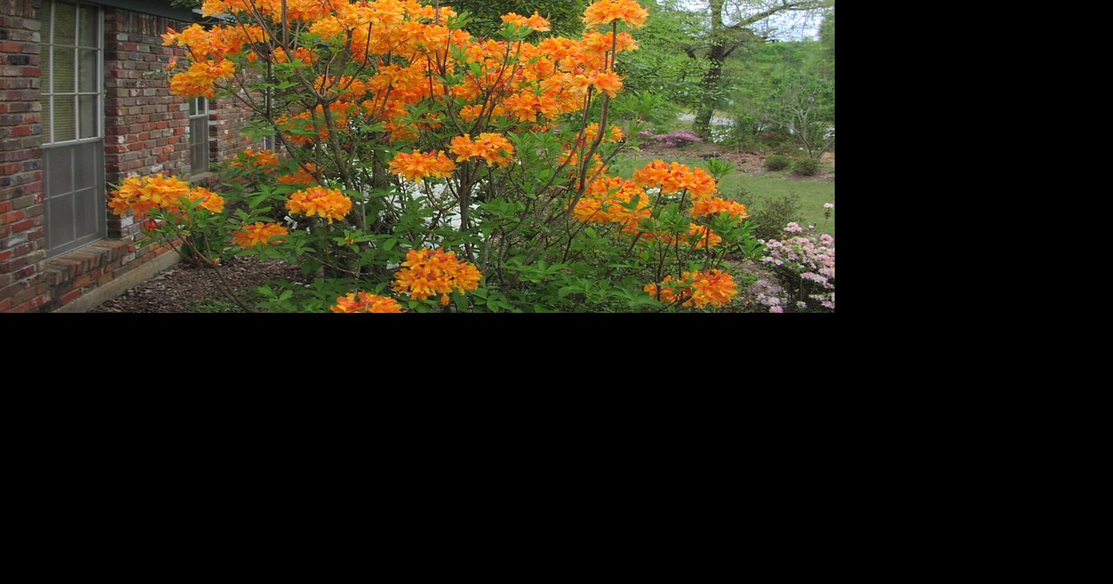 Gardening: Alabama’s Native Azalea Treasure | Style | lagniappemobile.com