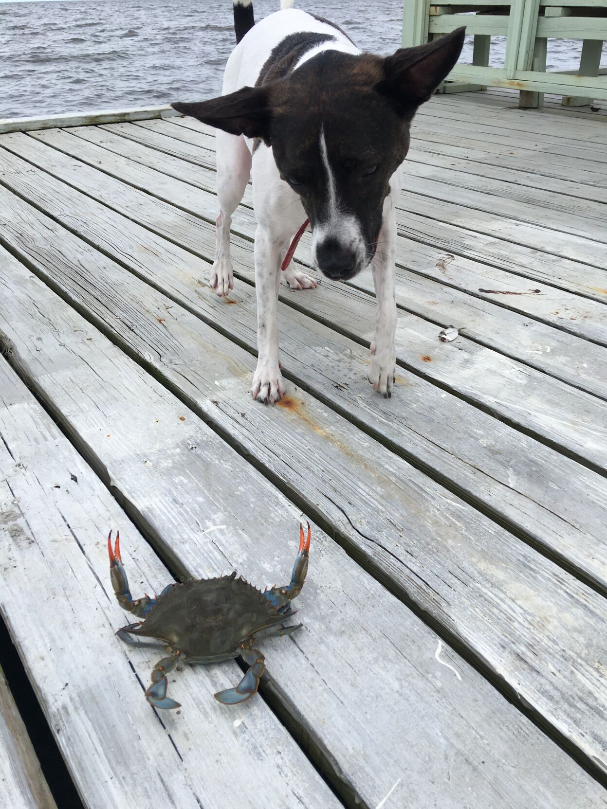 My Prichard pound pup | Damn the Torpedoes | lagniappemobile.com