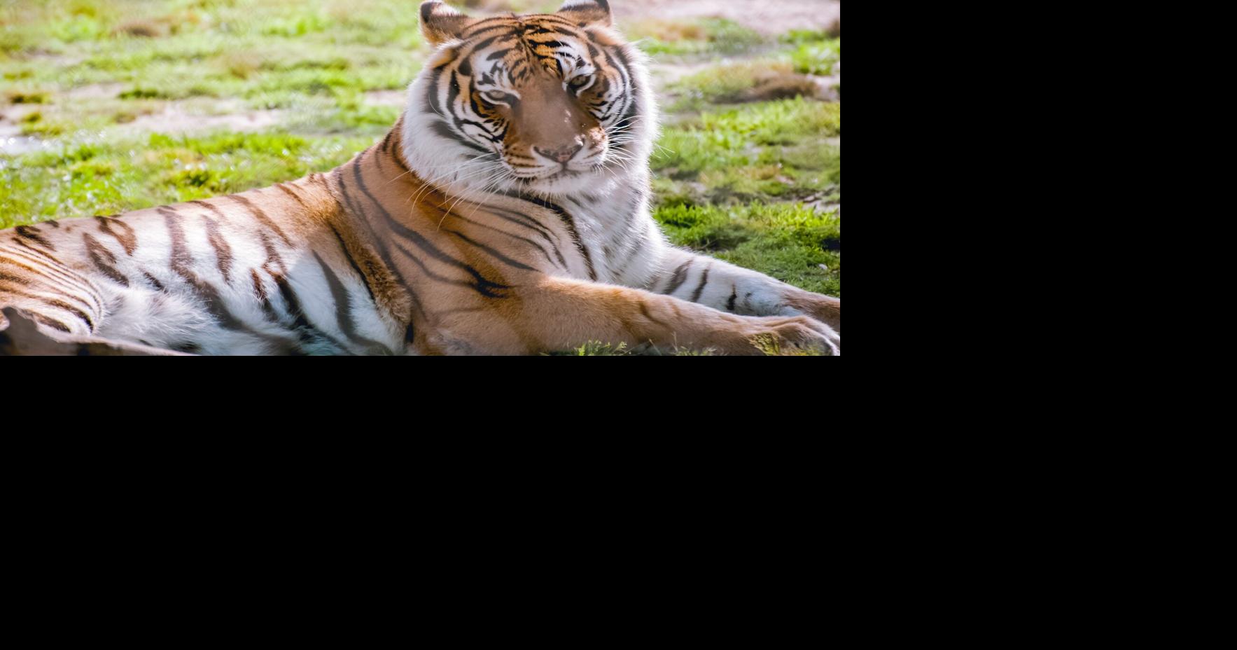 Gulf Coast Zoo mourning loss of second Bengal Tiger in four months ...