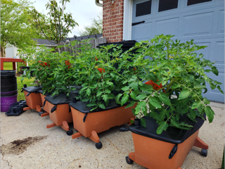 Try something new: Grow your vegetables in containers! | Master ...