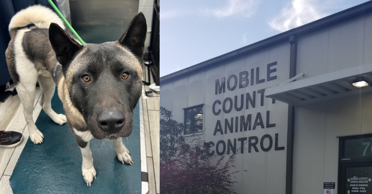 Dog rescue group cut off, calls county’s claims ‘slander’ | Mobile ...