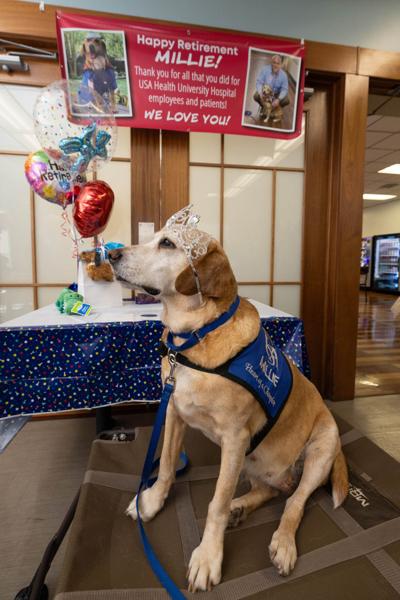 Beloved hospital therapy dog retiring after five years of service ...