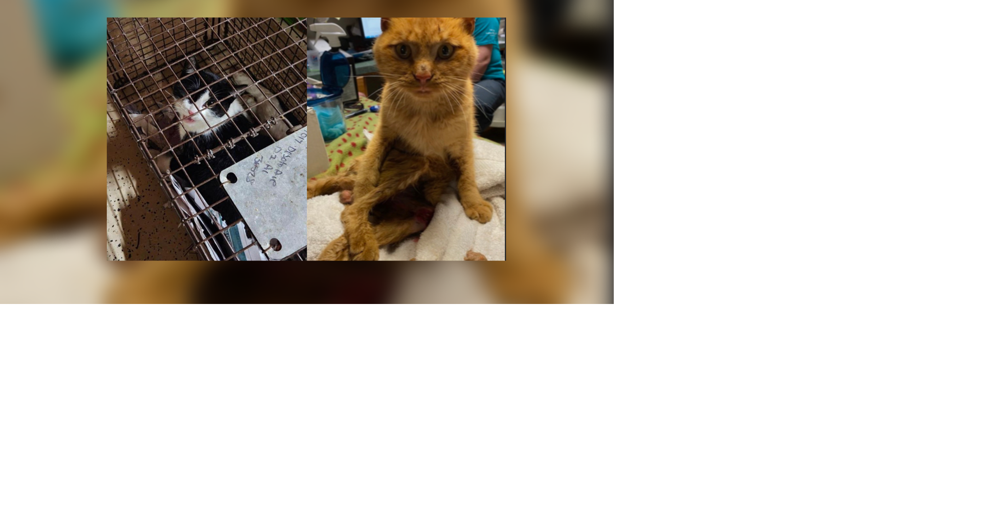 Who is the Dauphin Island Cat Killer? | Local Podcast | lagniappemobile.com