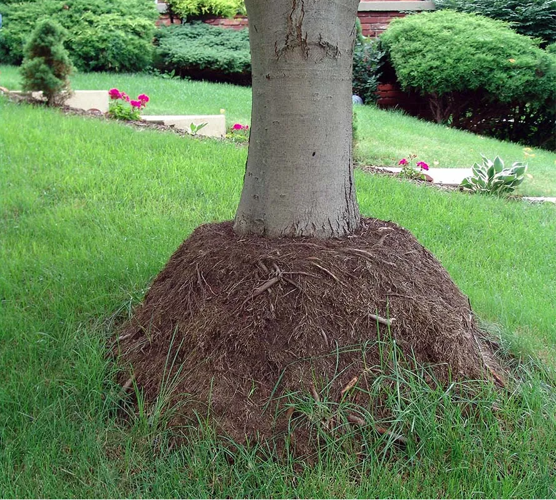 Mulch volcanoes (or how to kill your trees) | Style | lagniappemobile.com