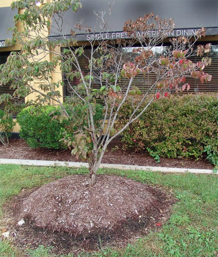 Mulch volcanoes (or how to kill your trees) | Style | lagniappemobile.com