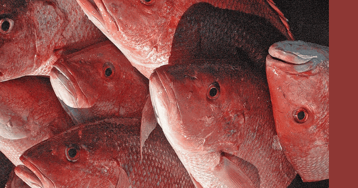 Alabama’s red snapper season to begin May 27 | Upon Further Review ...
