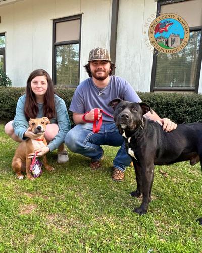 After months in a bucket, ‘Cheetos’ finds his forever home | News ...