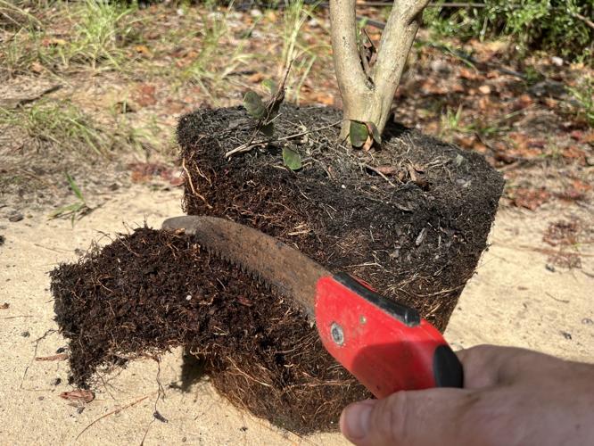 Fall is the ideal time to plant trees on the Gulf Coast | Master ...