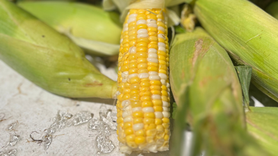Baldwin farmers reap few subsidies for sought-after corn | News ...