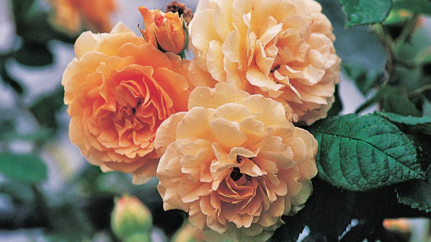Heirloom roses for your Southern garden | Master Gardener ...