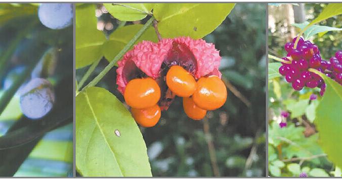 The very berry plants of fall | Master Gardener | lagniappemobile.com