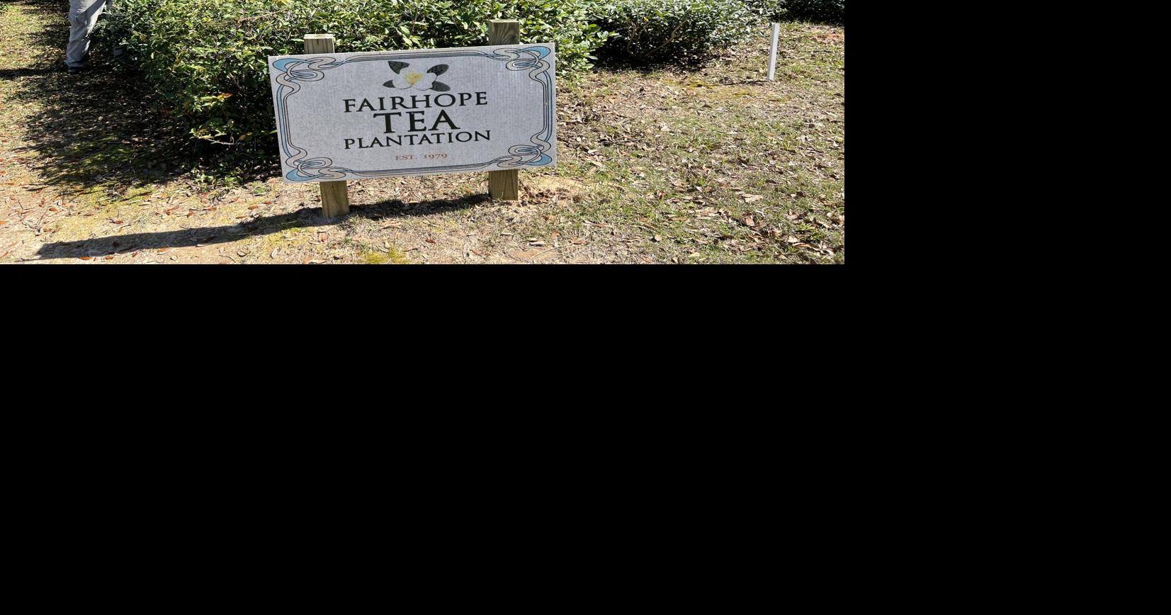 Spilling the tea on Fairhope Tea Plantation | Cuisine | lagniappemobile.com