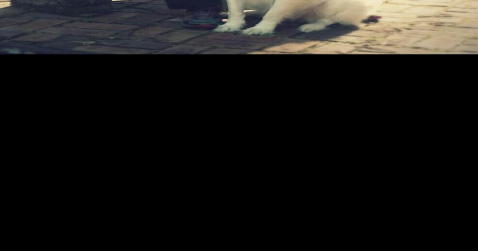 Phillip Ellis running for Daphne City Council | News | lagniappemobile.com