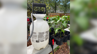 Organic insecticides for the home gardener | Style | lagniappemobile.com