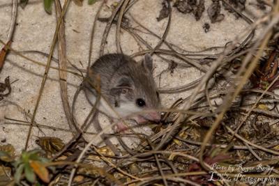 endangered beach mouse