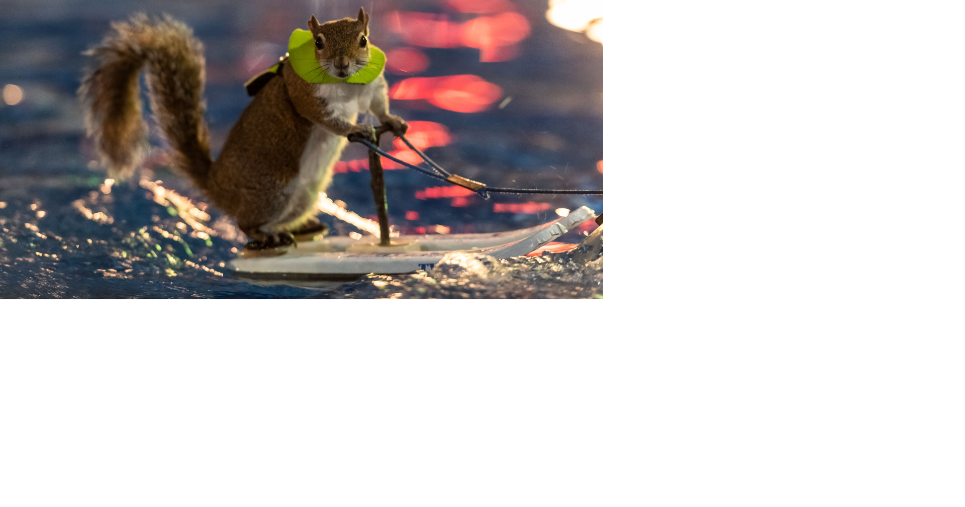 water skiing squirrel