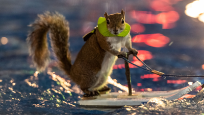 Water-skiing squirrel to appear at 72nd Mobile Boat Show | News ...