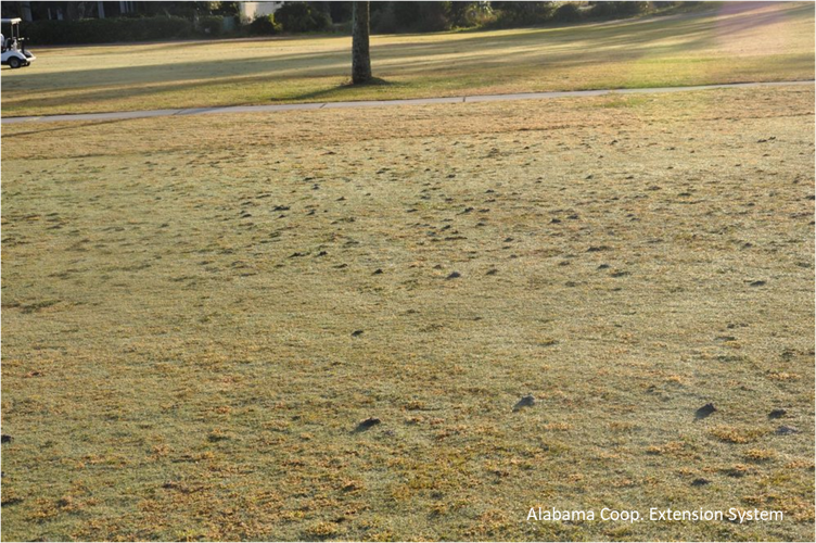 Even Master Gardeners have mole crickets | Style | lagniappemobile.com