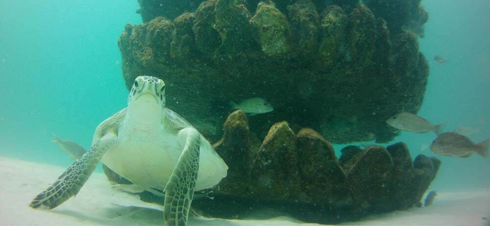 Snorkeling reefs being deployed just off Alabama beaches | Local ...