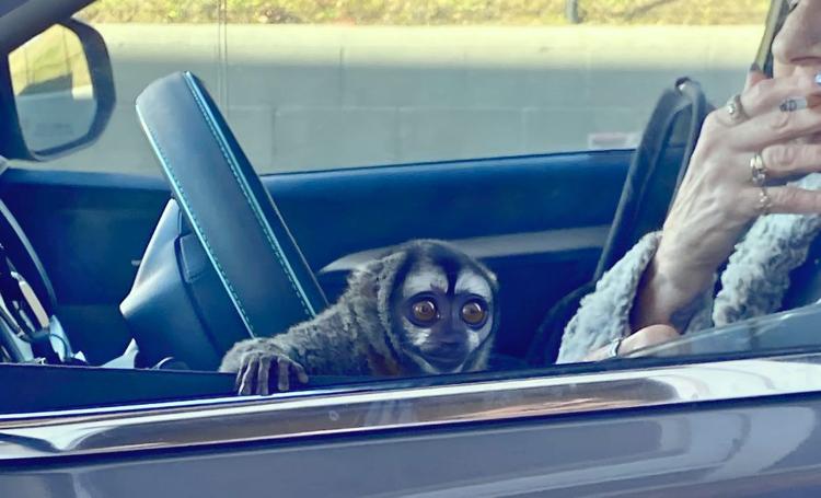 Mobile barista attacked, bitten by monkey in drive-thru | News ...