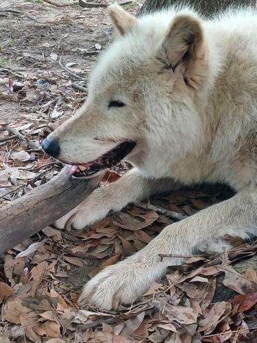 Gulf Coast Zoo announces death of 15-year-old timber wolf | News ...