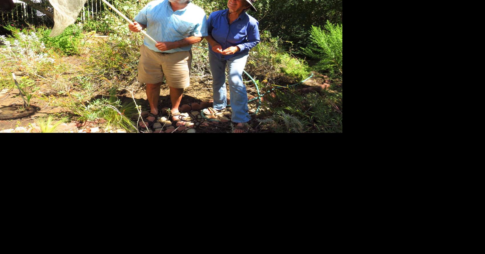 Declining Insect Populations Concern Local Experts | News ...