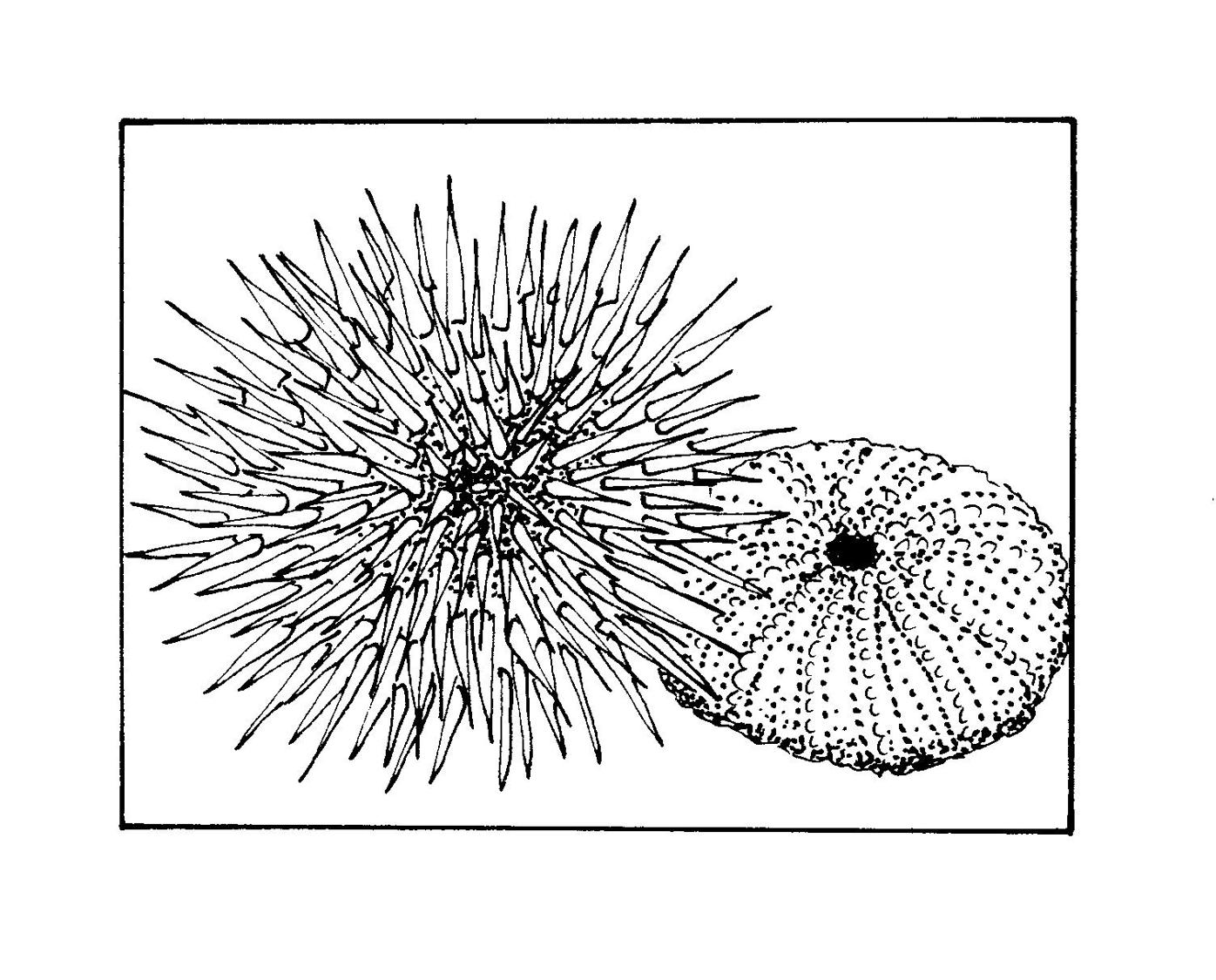 sea urchin coloring page printable