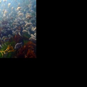 Fish Flourish in Warm Coastal Waters | Indy Issue Archives ...