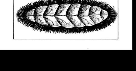 chiton shell description