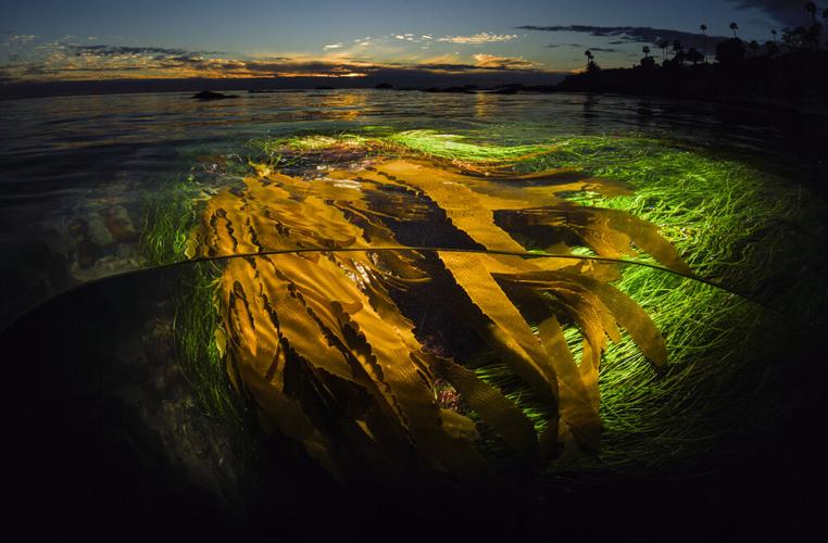 Photos Capture Sealife From Above and Below | News | lagunabeachindy.com