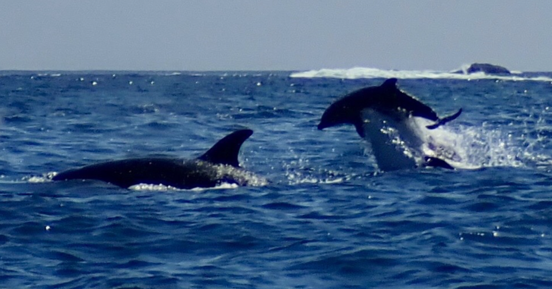 Local Photographer Captures Rare Orca Activity | News | lagunabeachindy.com